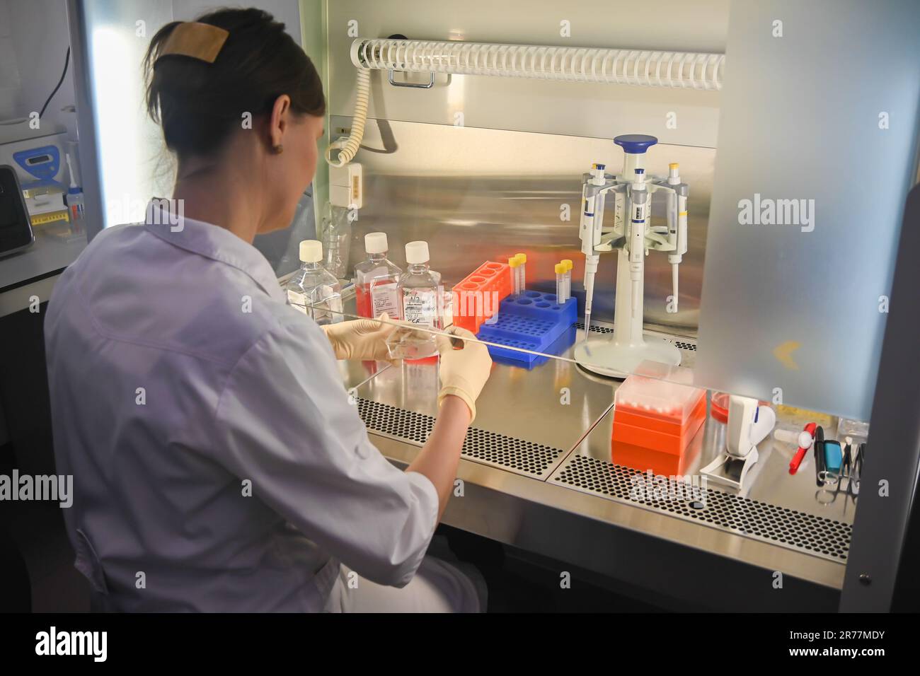 Cell culture researcher in the laboratory. Work in a cell box Stock ...