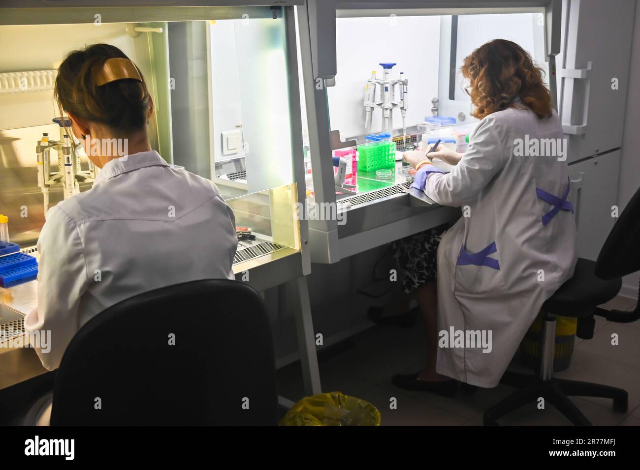 Cell culture researcher in the laboratory. Work in a cell box Stock ...
