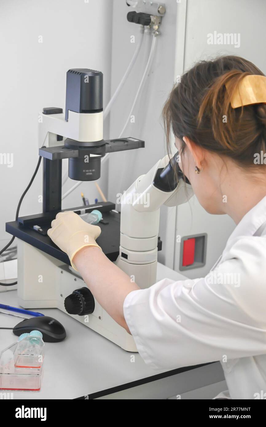 Cell culture researcher in the laboratory. Work in a cell box Stock ...