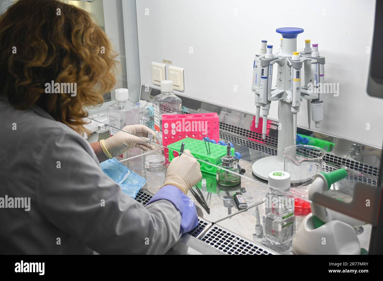 Cell culture researcher in the laboratory. Work in a cell box Stock ...