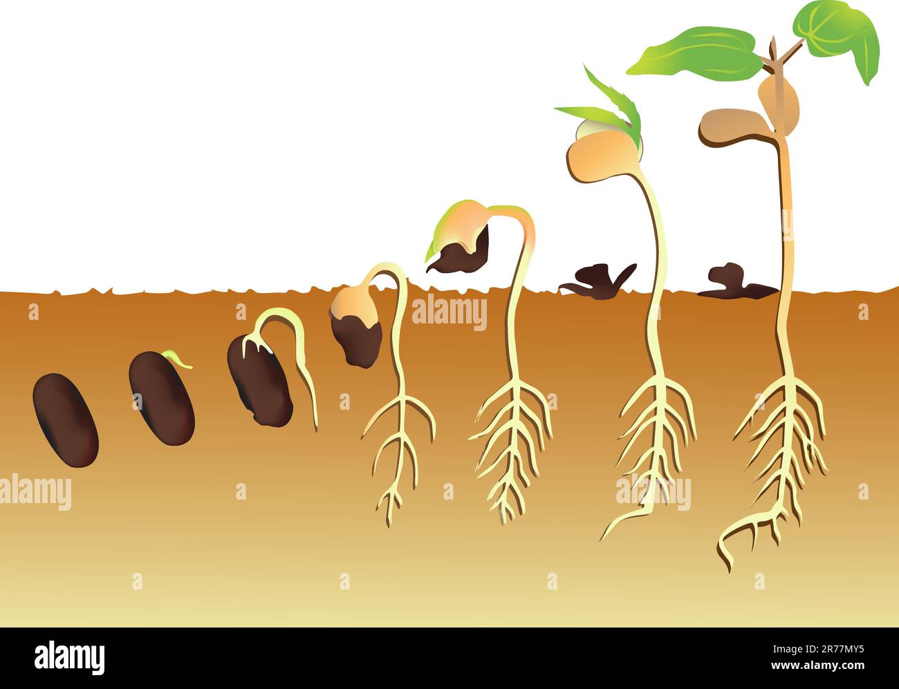 Collection of plant growing vector illustration Stock Vector Image ...