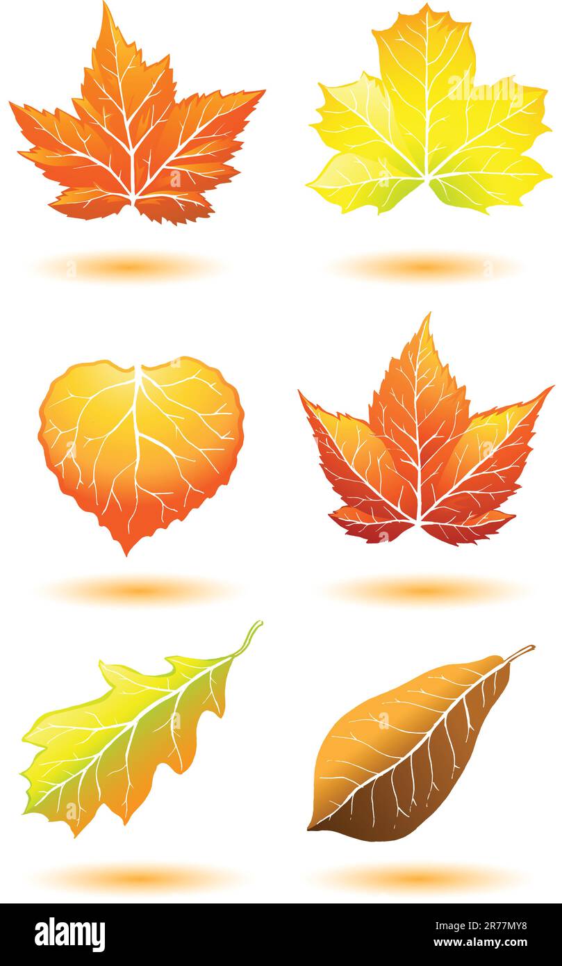 set of autumn/fall leaf illustration Stock Vector Image & Art - Alamy