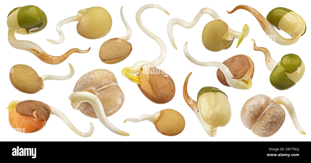 Soybean Seed Germination