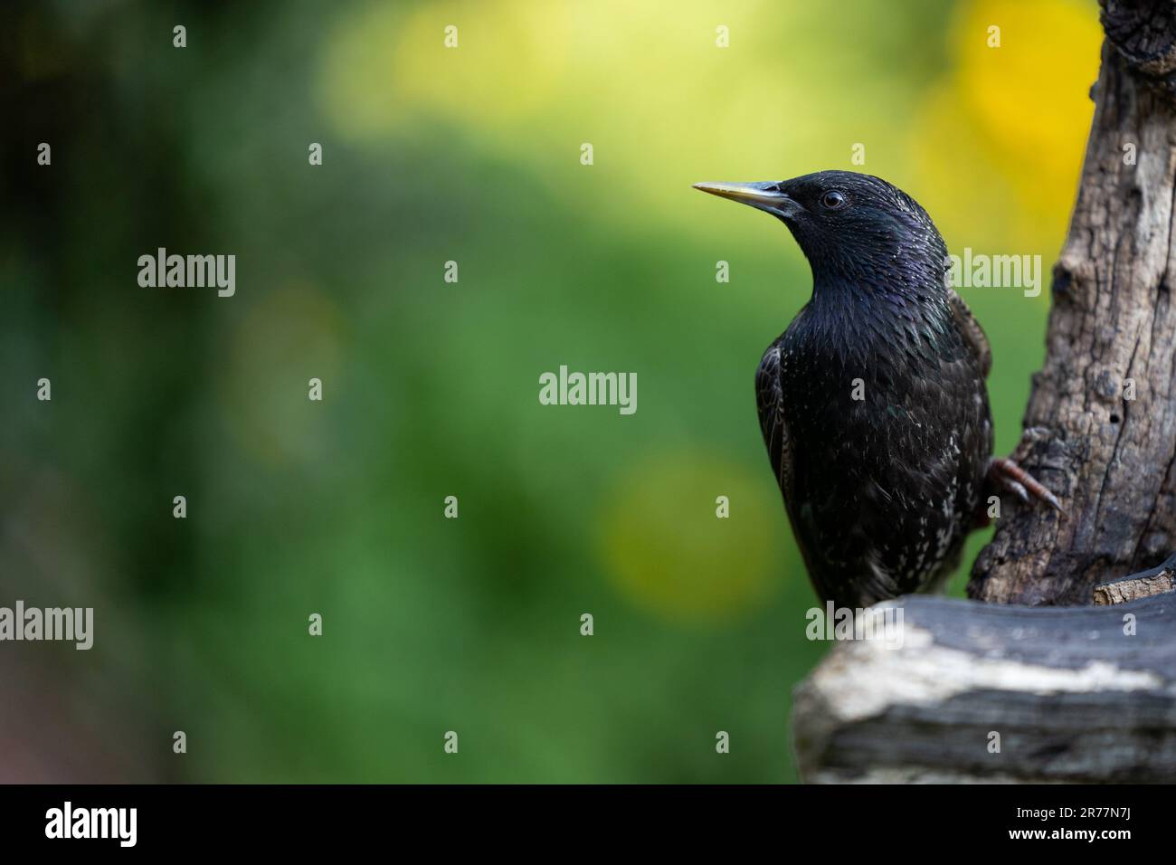Beautiful adult starling (sturnus vulgaris) on a branch with a yellow ...