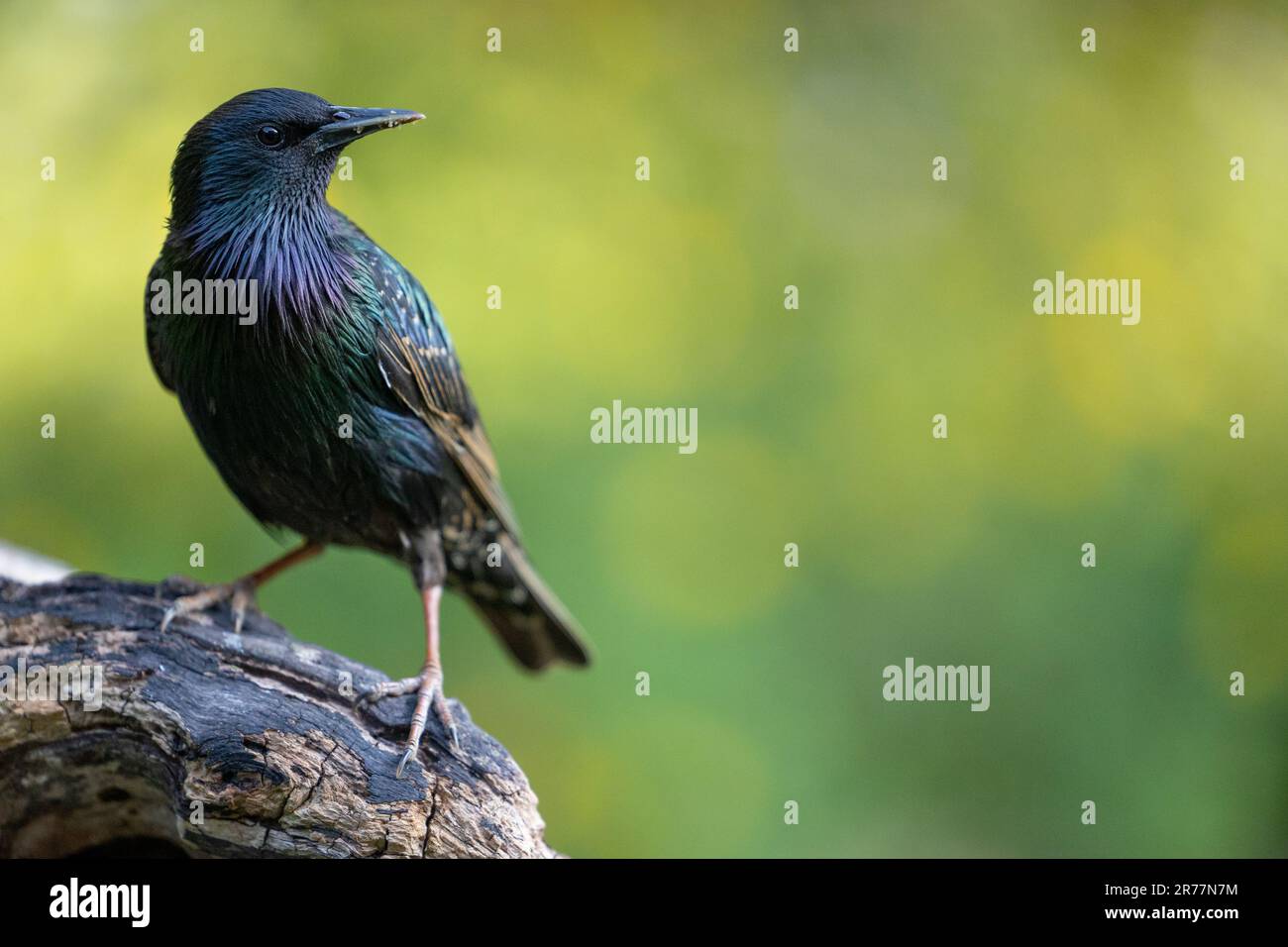 Beautiful adult starling (sturnus vulgaris) on a log with a yellow and ...