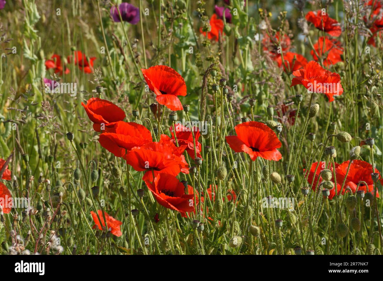 English wild Poppies flowering in the early spring sunshine Stock Photo ...