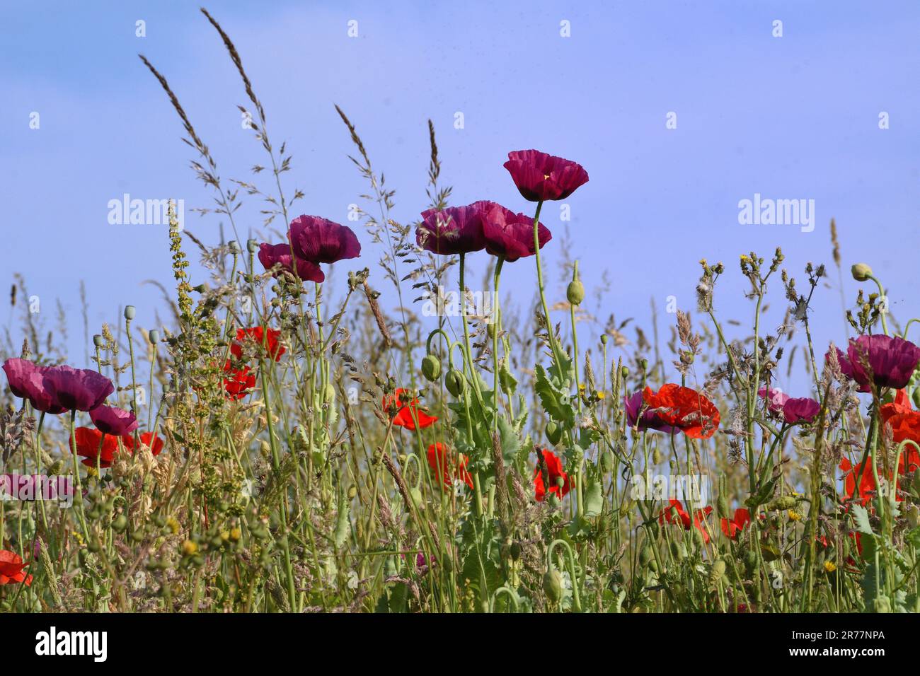 Opium Poppies flowering in the early spring sunshine Stock Photo - Alamy