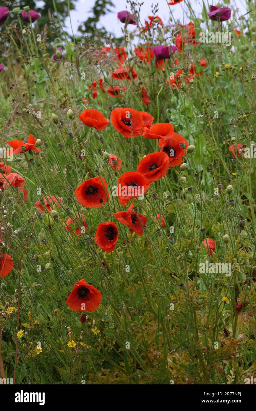 English wild Poppies flowering in the early spring sunshine Stock Photo ...