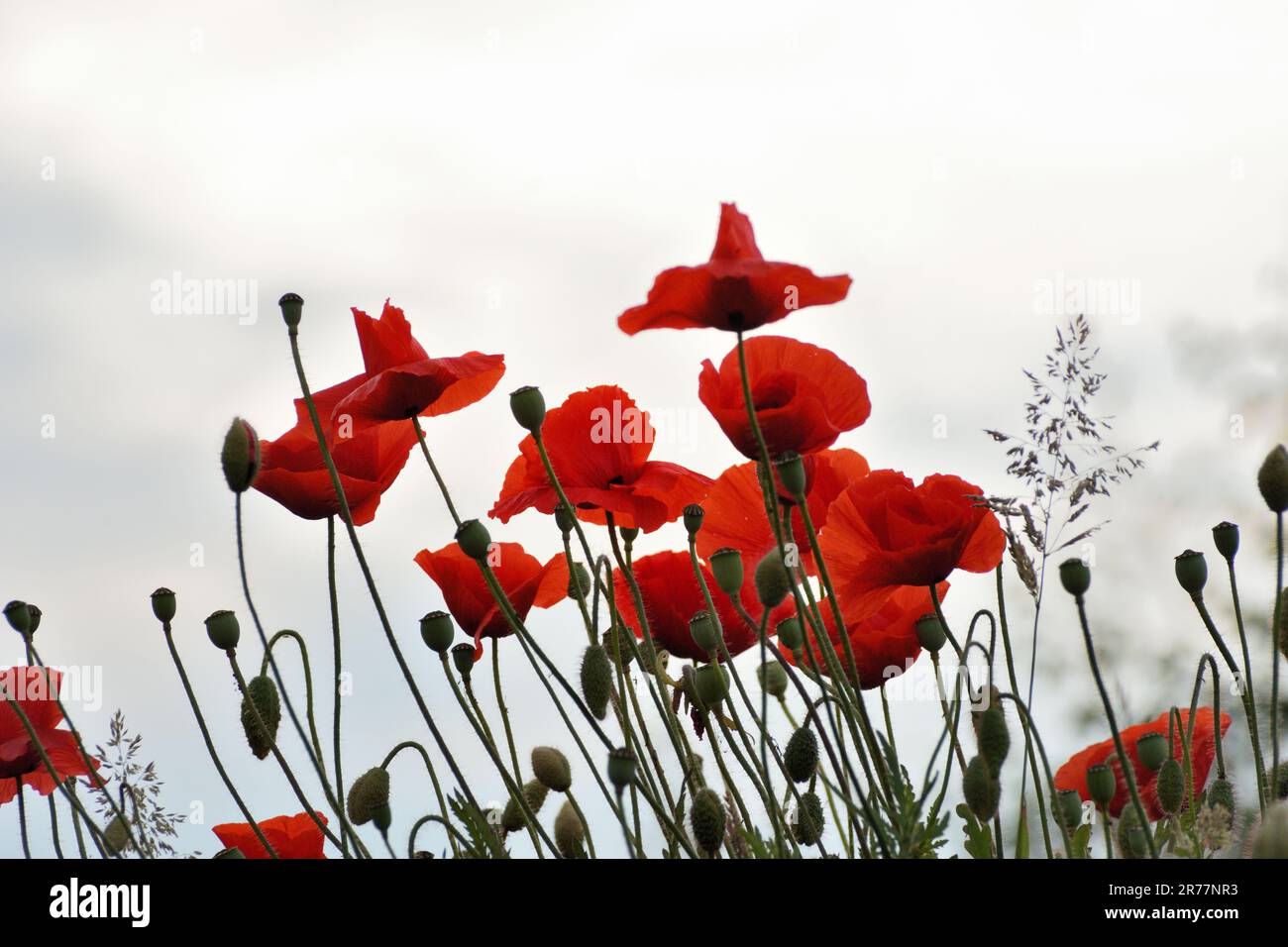 English wild Poppies flowering in the early spring sunshine Stock Photo ...