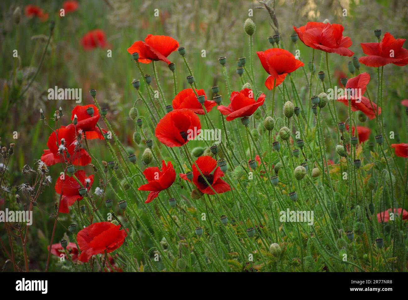 English wild Poppies flowering in the early spring sunshine Stock Photo ...