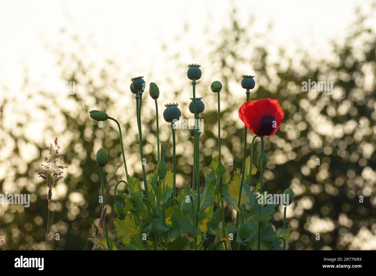 English wild Poppies flowering in the early spring sunshine Stock Photo ...