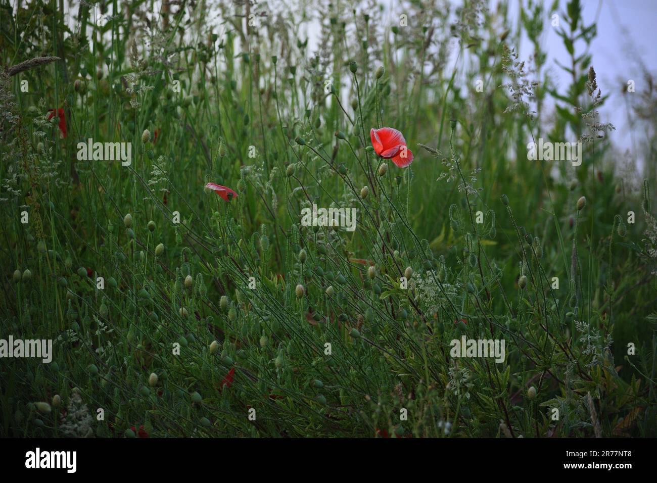 English wild Poppies flowering in the early spring sunshine Stock Photo ...
