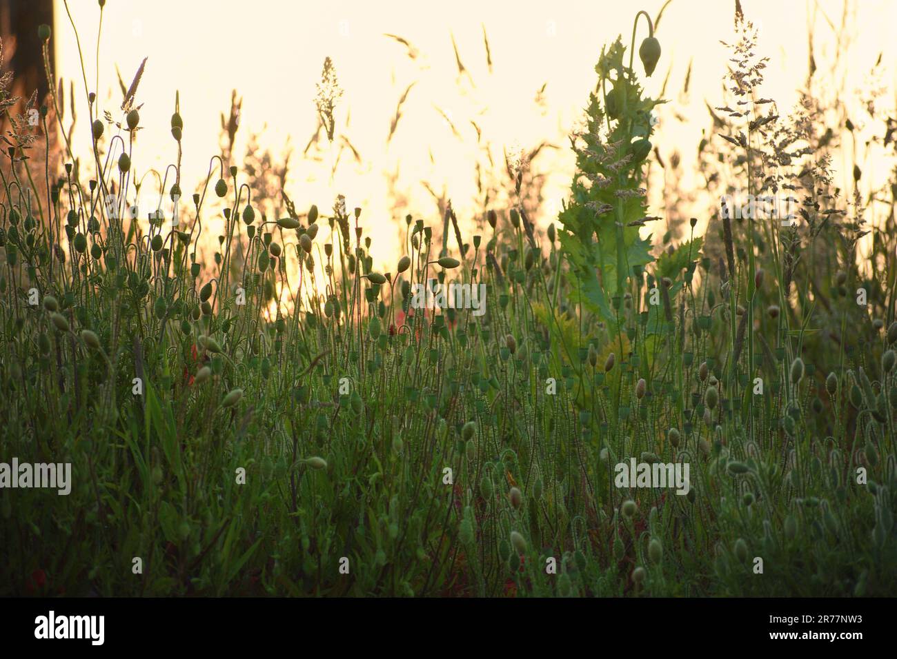English wild Poppy seed heads in the early evening sunshine Stock Photo ...