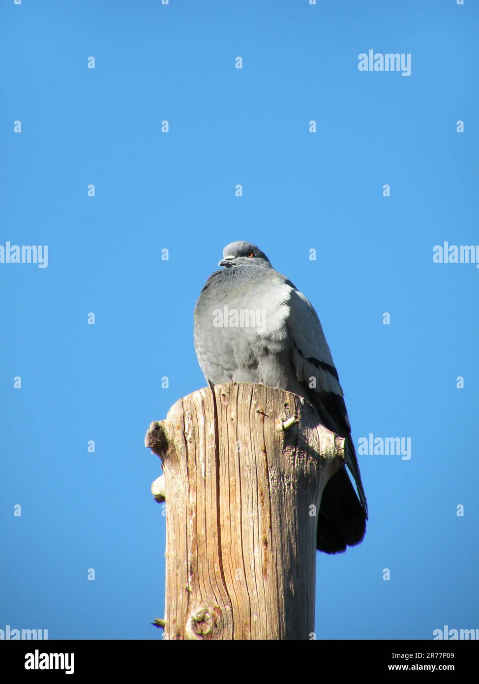 Elegant pigeon hi-res stock photography and images - Alamy