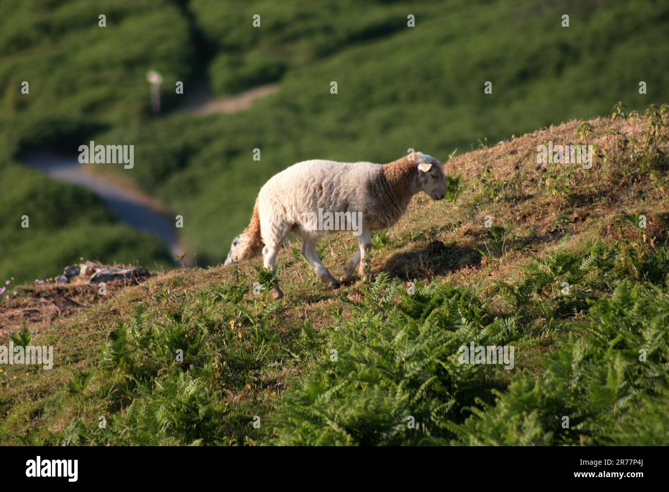 Sheep on outcrops above Rhossili Bay Gower Peninsula Wales Stock Photo ...