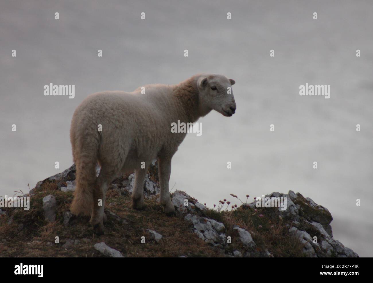 Sheep on outcrops above Rhossili Bay Gower Peninsula Wales Stock Photo ...