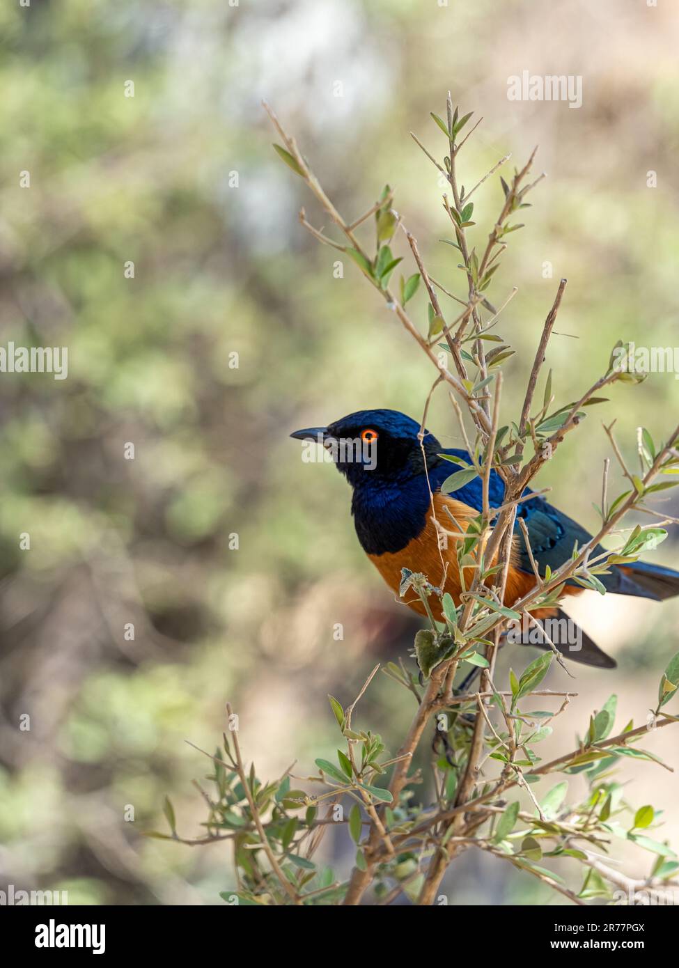 Superb Starling - Lamprotornis superbus is colorful bird of the ...