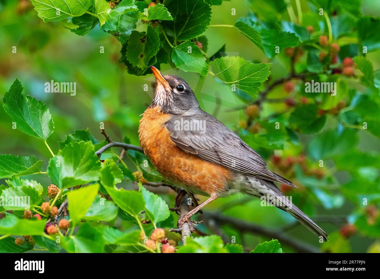 American robin in mulberry hi-res stock photography and images - Alamy