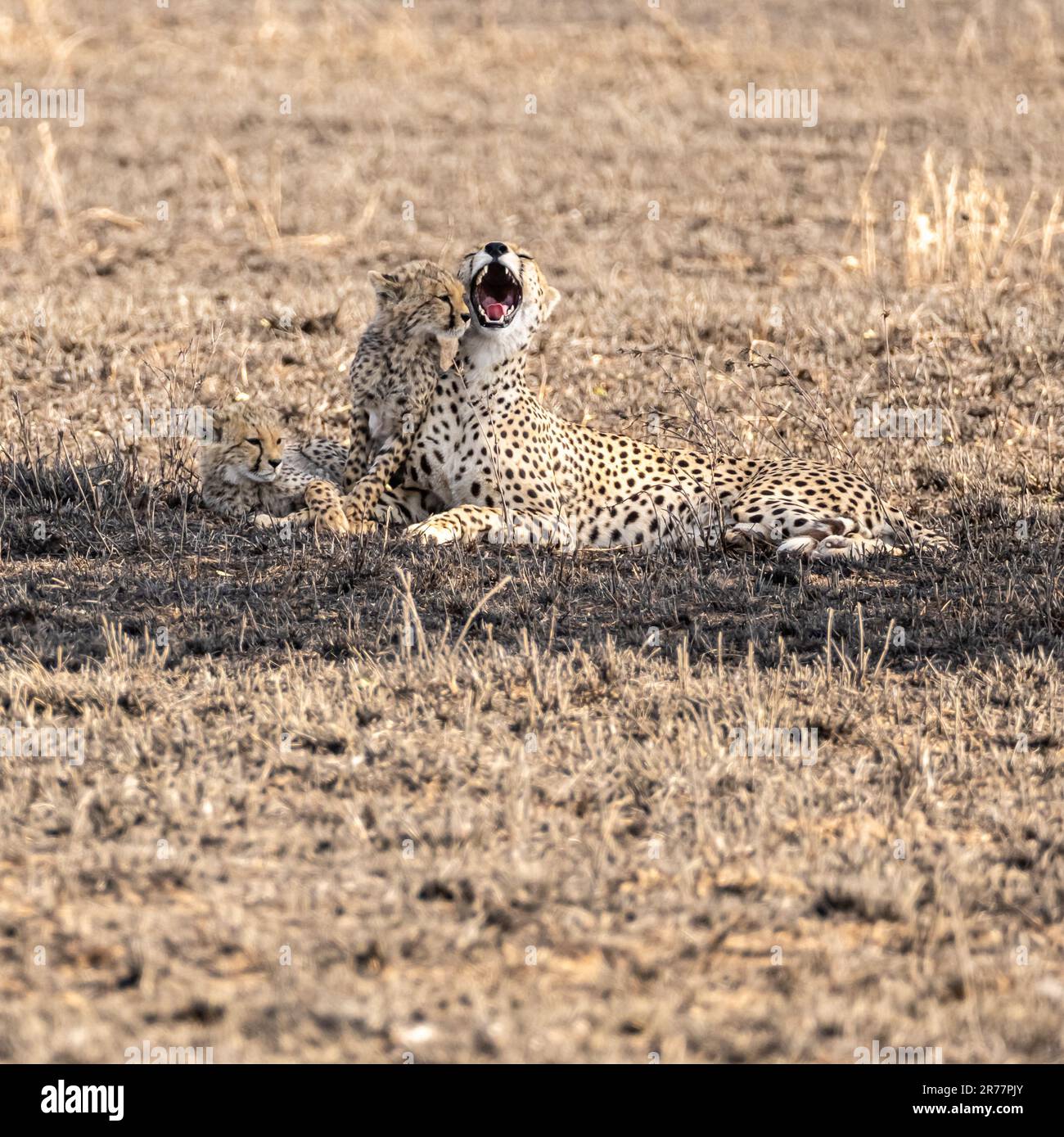 The female cheetah with cubs. The family of cheetah (Acinonyx jubatus ...