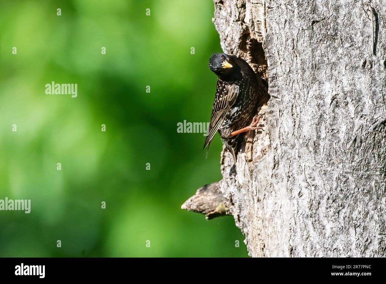 European starling in northern flicker nest cavity Stock Photo - Alamy