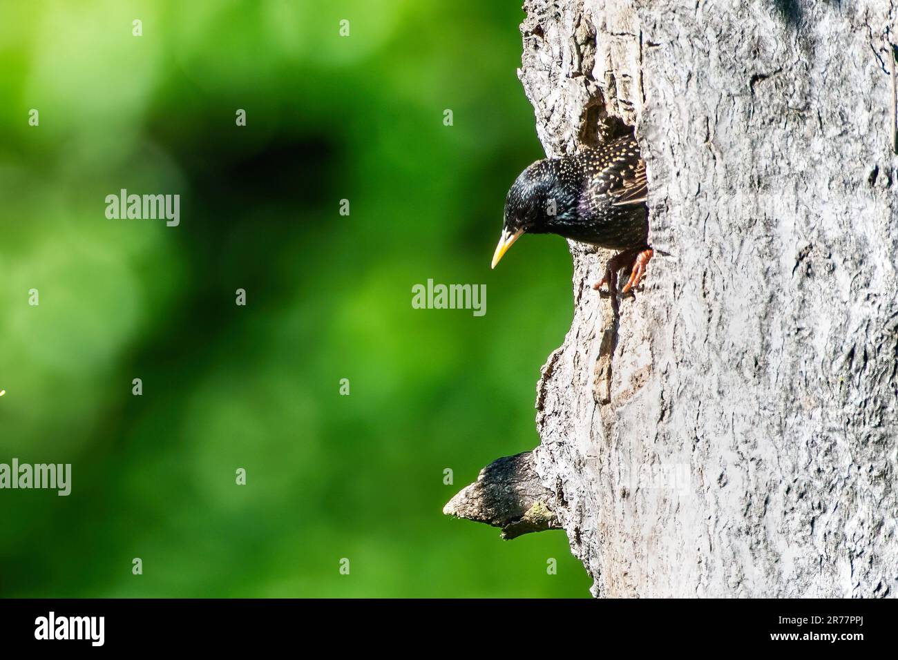 European starling in northern flicker nest cavity Stock Photo - Alamy