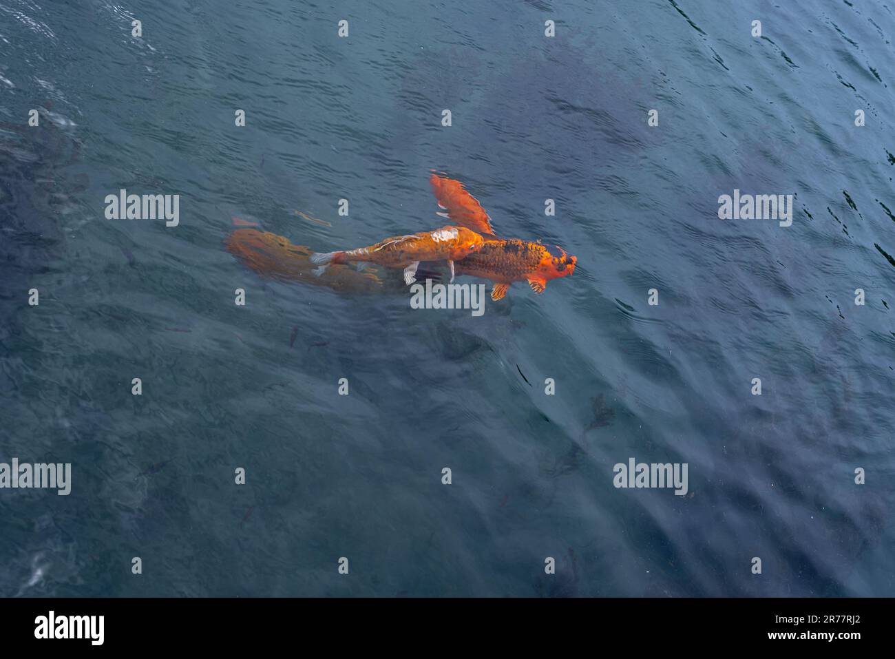 Carp fish swimming hi-res stock photography and images - Alamy