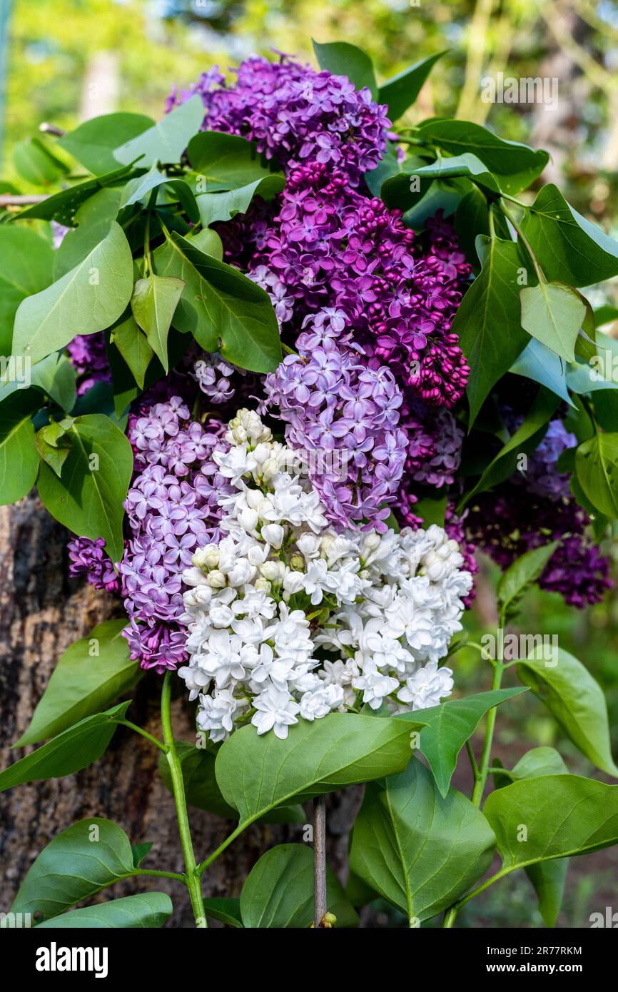 Syringa vulgaris, the lilac or common lilac. Springtime coming. Lilac ...