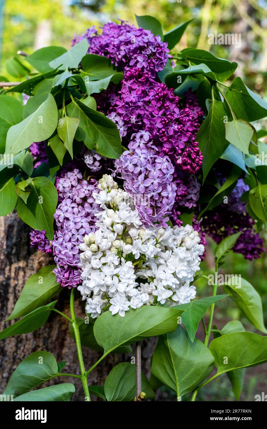 Syringa vulgaris, the lilac or common lilac. Springtime coming. Lilac ...