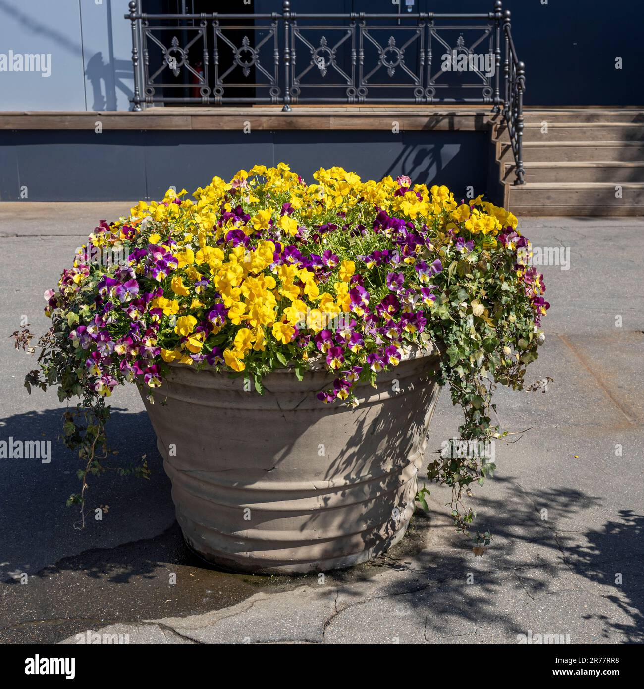 outdoor white ceramic vase as decoration with blue violets of different ...