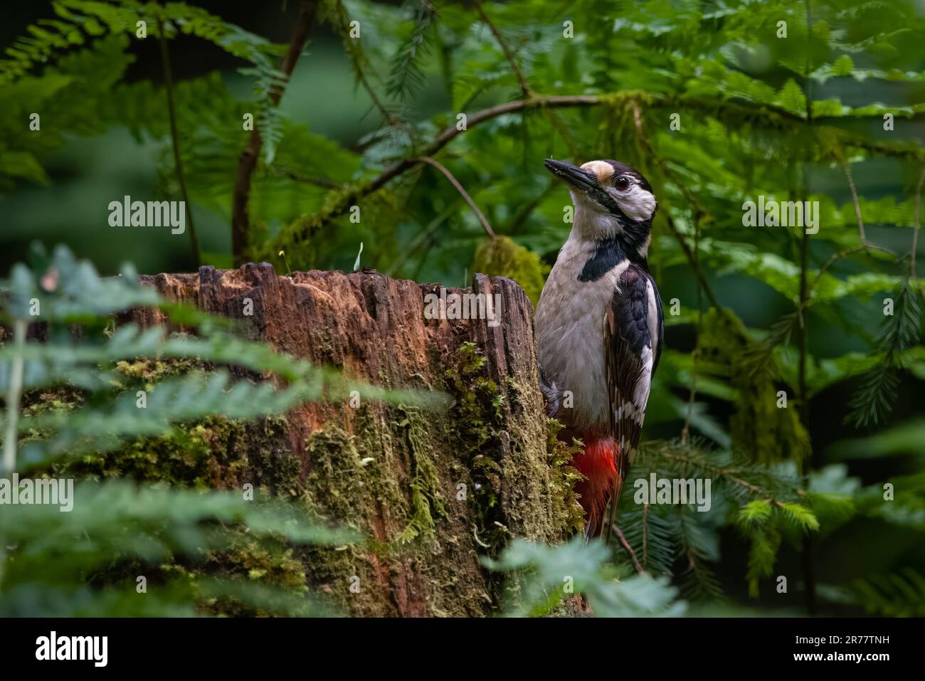 Great spotted woodpecker in Queen Elizabeth Forest, Aberfoyle, Scotland ...
