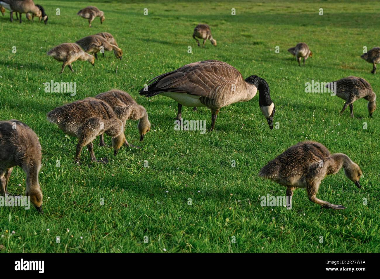 Canada goose grazing hi-res stock photography and images - Alamy