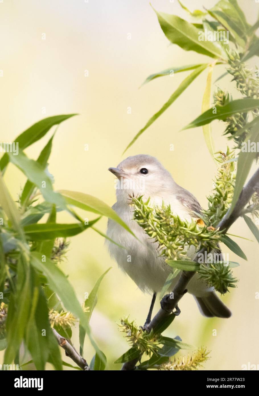 Warbling viréo hi-res stock photography and images - Alamy