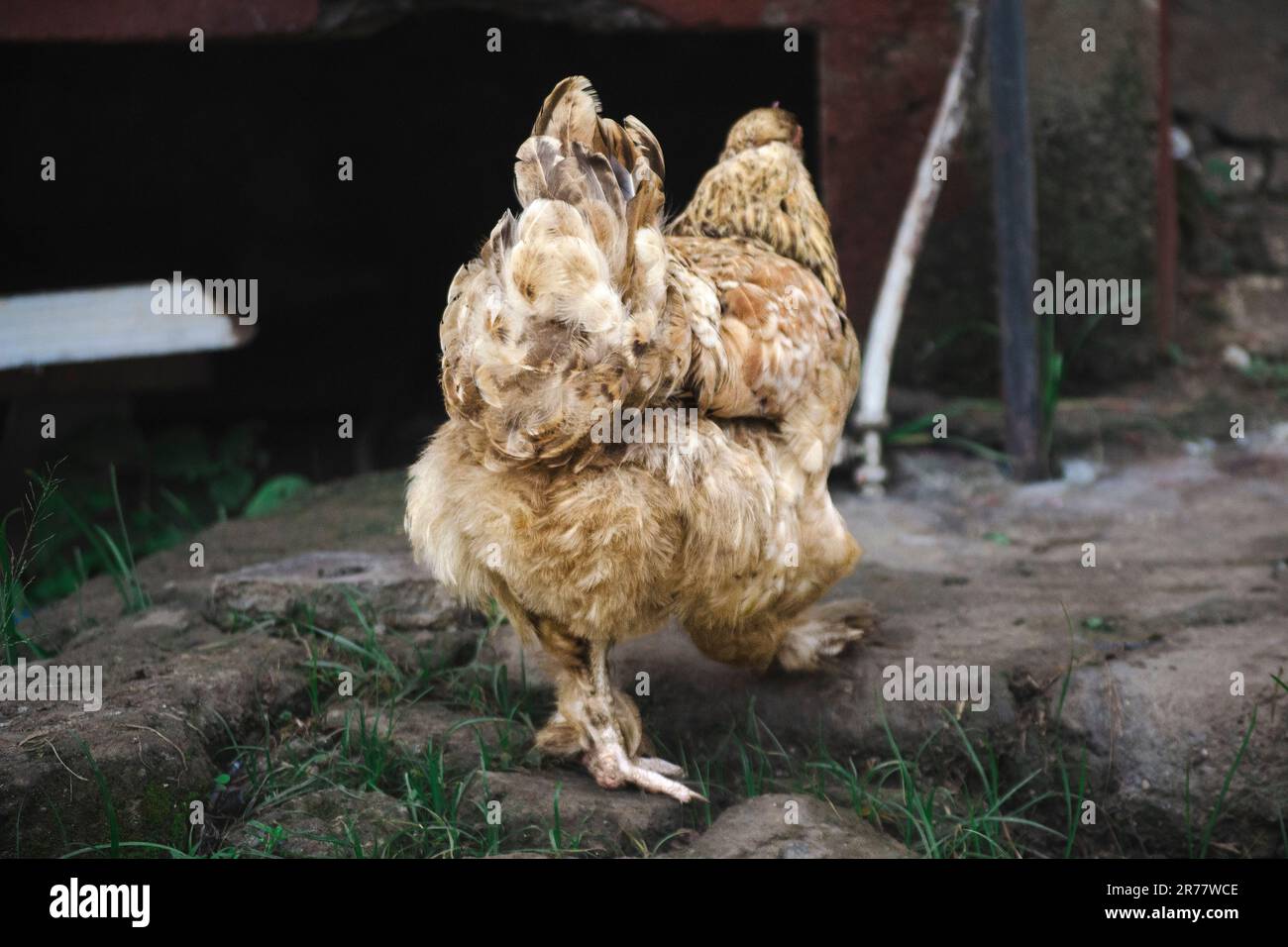 rear view of a hen walking in a yard Stock Photo - Alamy