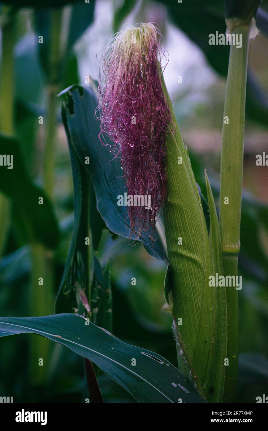 Corn grill marks hi-res stock photography and images - Alamy