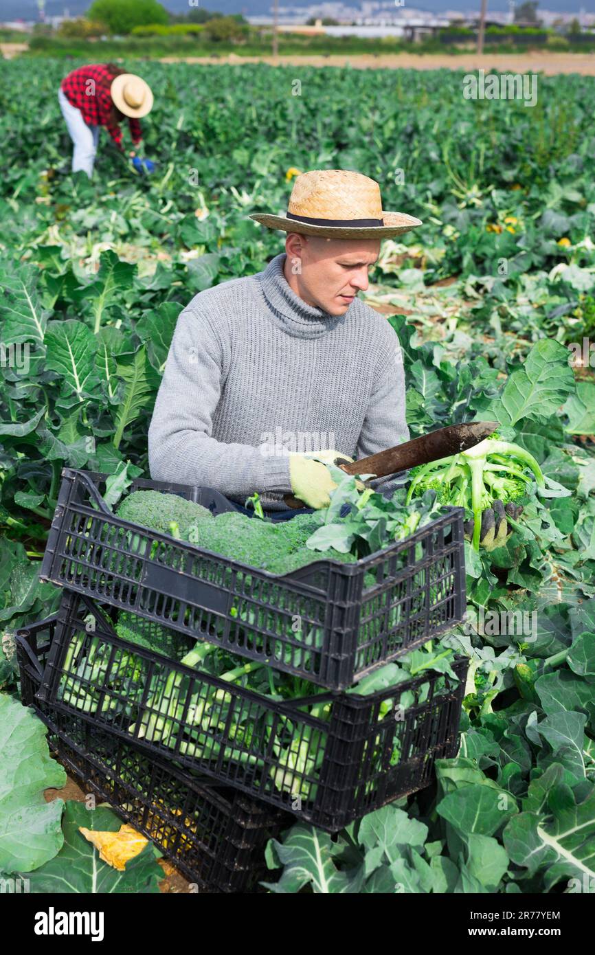 Farmer with knife picking fresh organic broccoli in crates Stock Photo ...