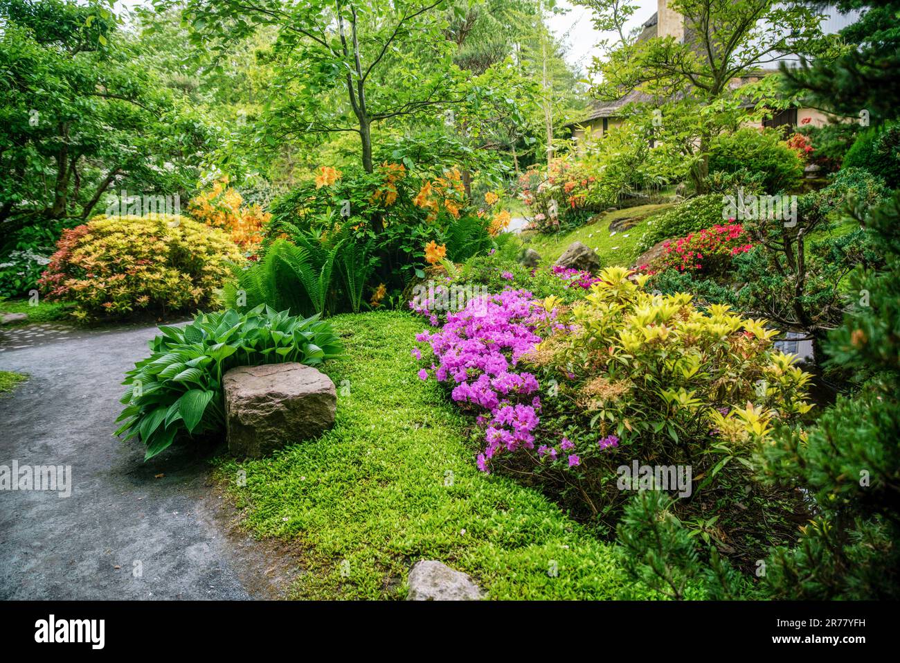 Japanese garden in Denmark: pink rhododendron blossoms and green bushes ...