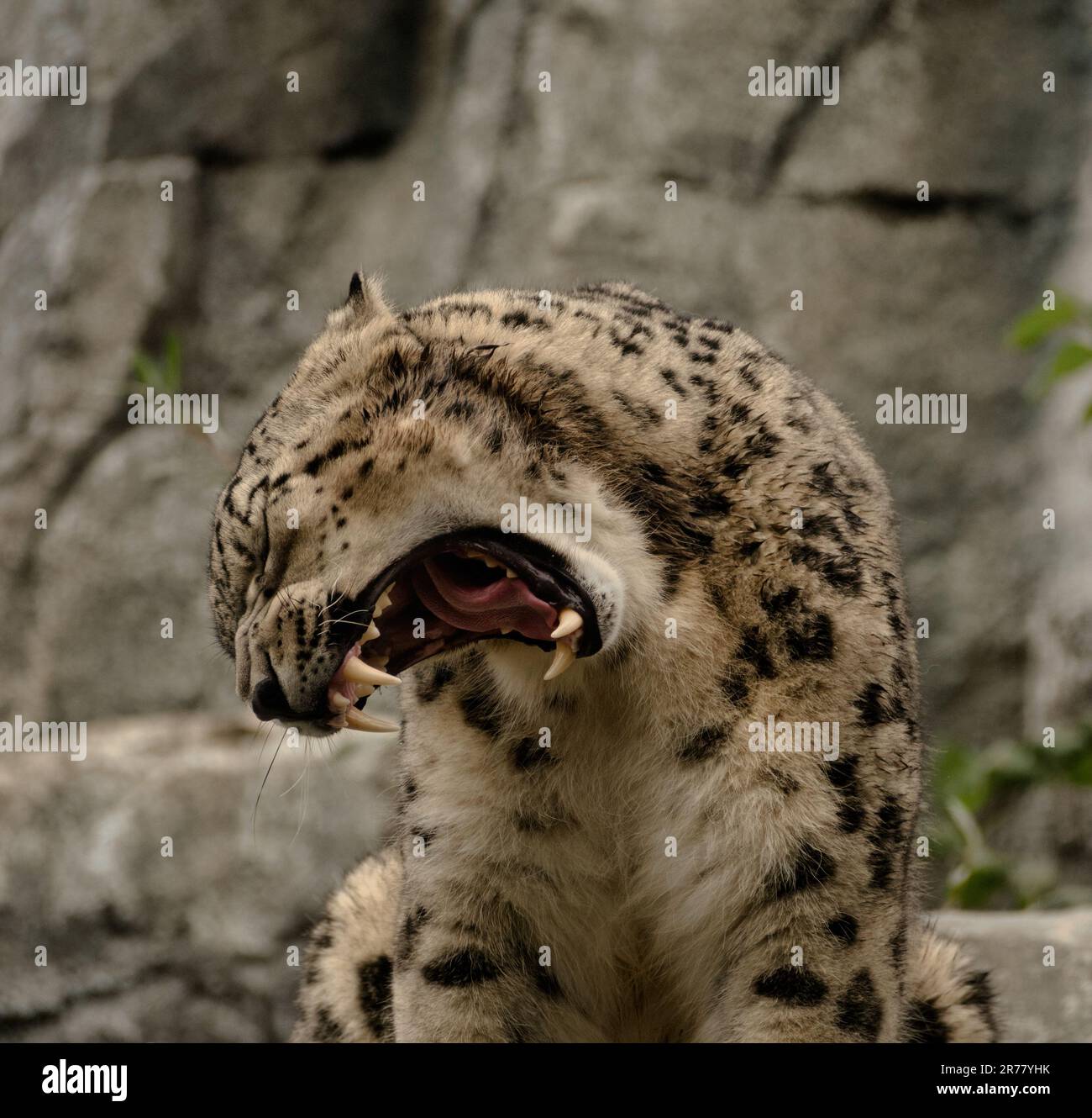 Cheetah in a zoo hi-res stock photography and images - Alamy