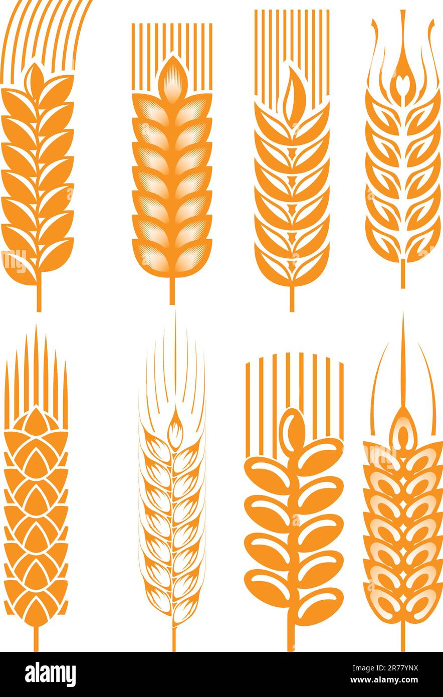 Wheat ears grain crop Stock Vector Images - Alamy