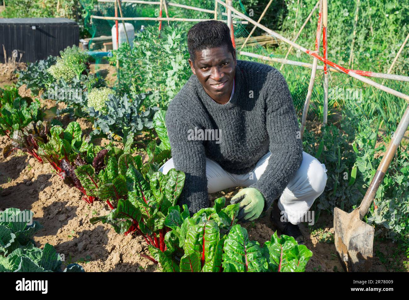 man farmer with shovel caring for beets Stock Photo - Alamy