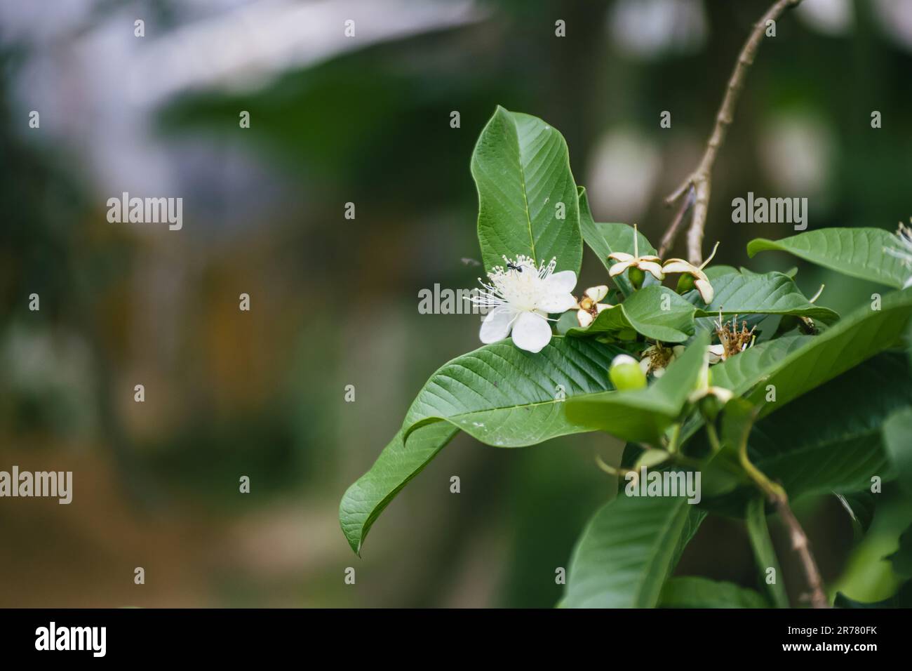 Guava benefits hi-res stock photography and images - Alamy