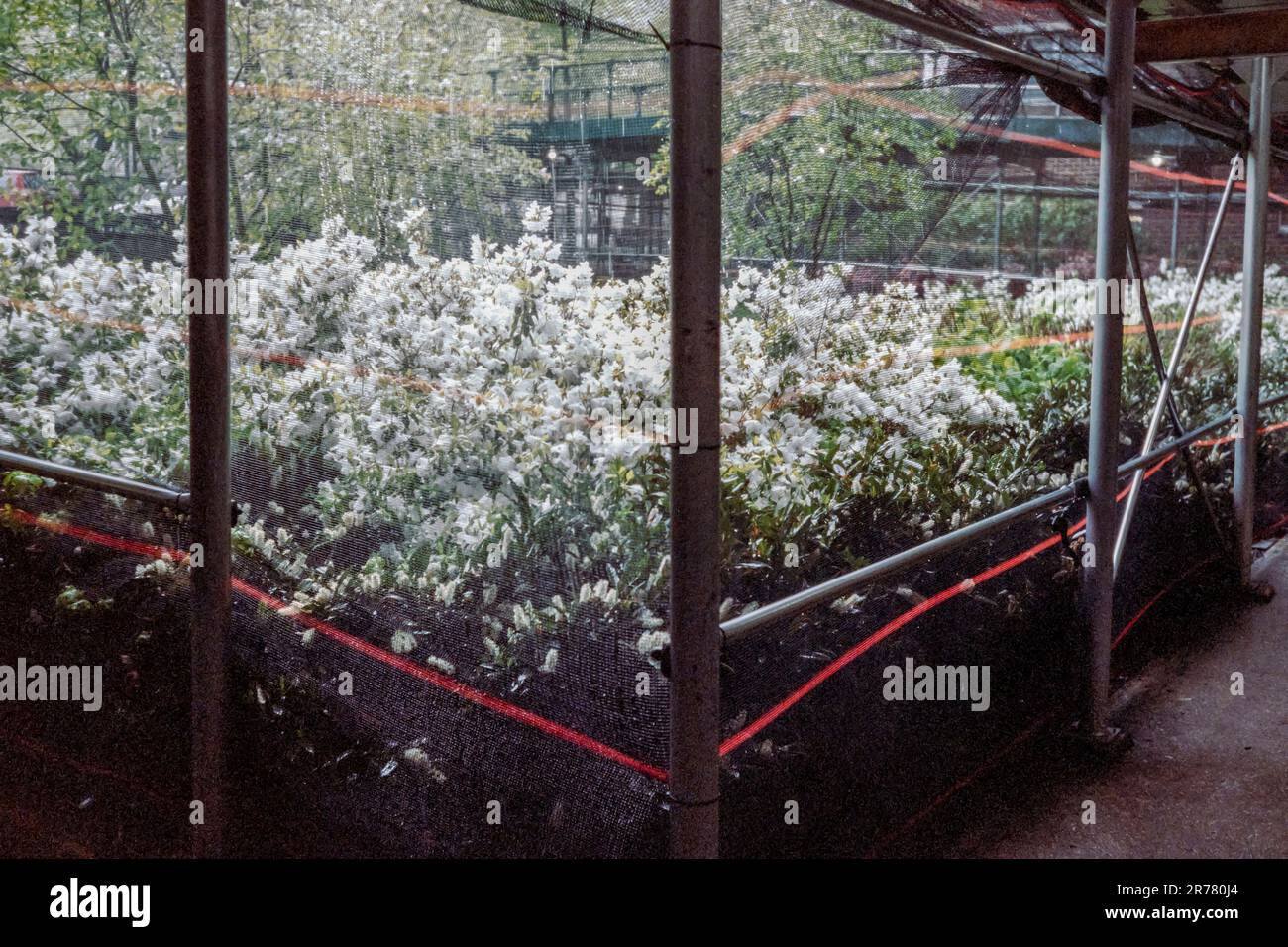 Landscaping in an apartment building complex in Chelsea in New York is ...