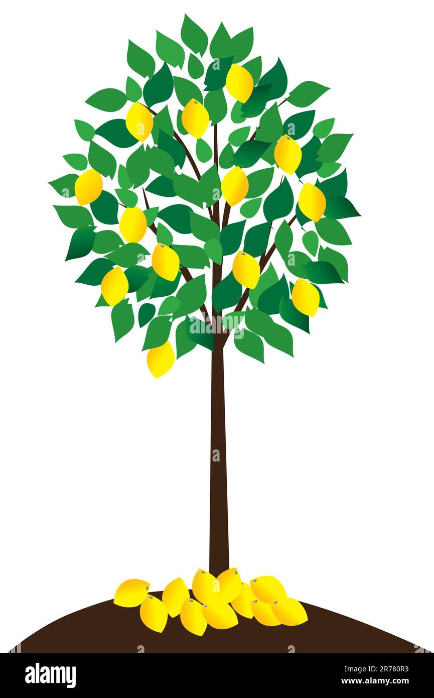 vector illustration of lemon tree Stock Vector Image & Art - Alamy
