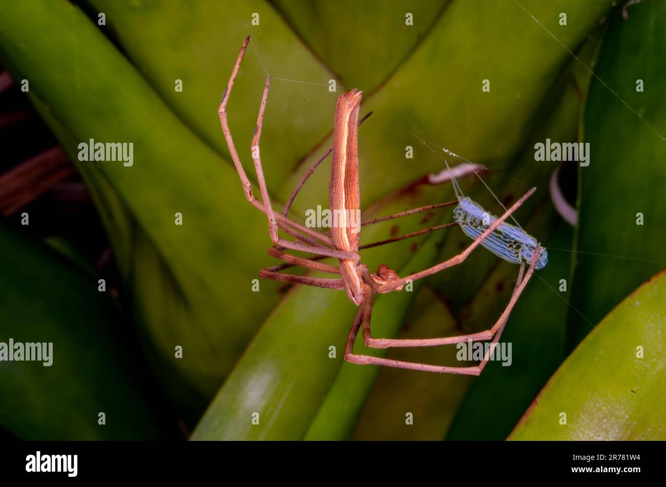 Rufous net casting Spider, Ogre-faced Spider with net Stock Photo - Alamy