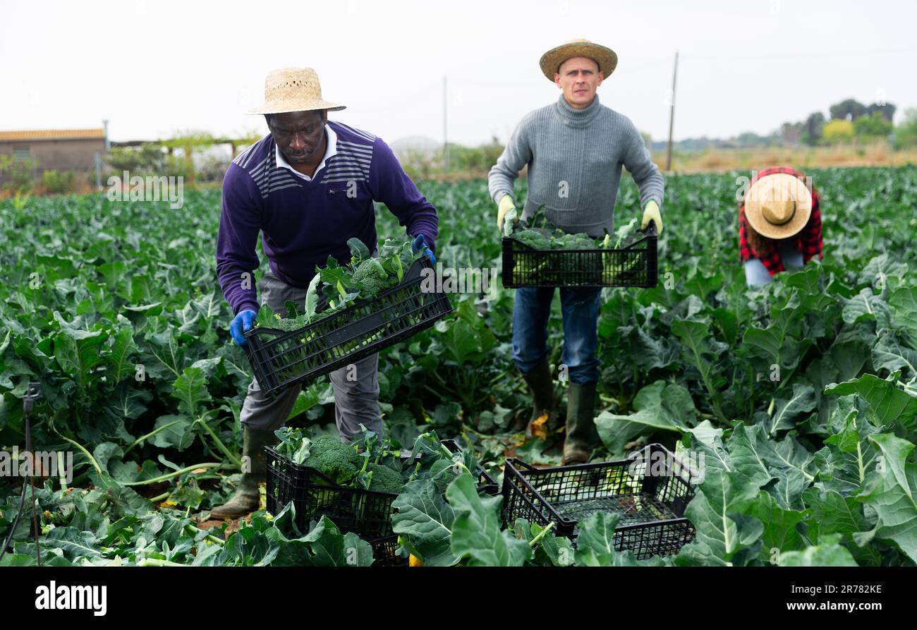 Broccoli harvest workers hi-res stock photography and images - Alamy