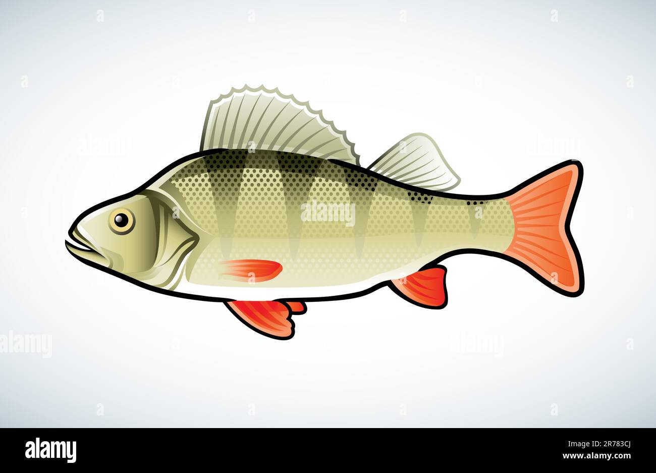 Vector illustration of a perch isolated on white Stock Vector Image ...