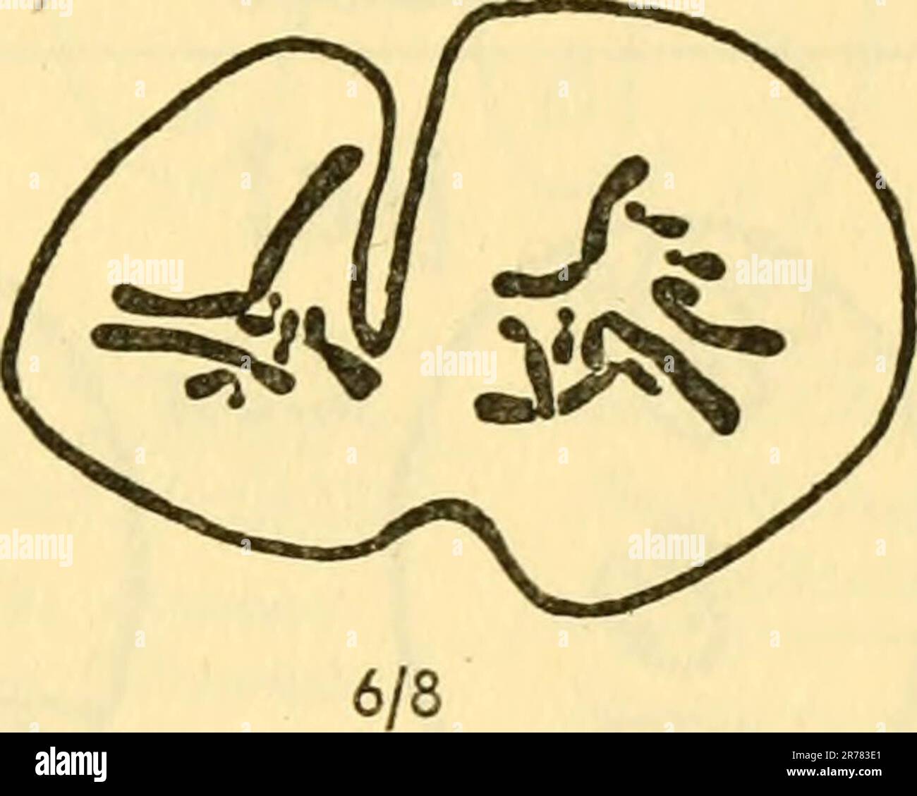 "The elements of genetics" (1950 Stock Photo - Alamy