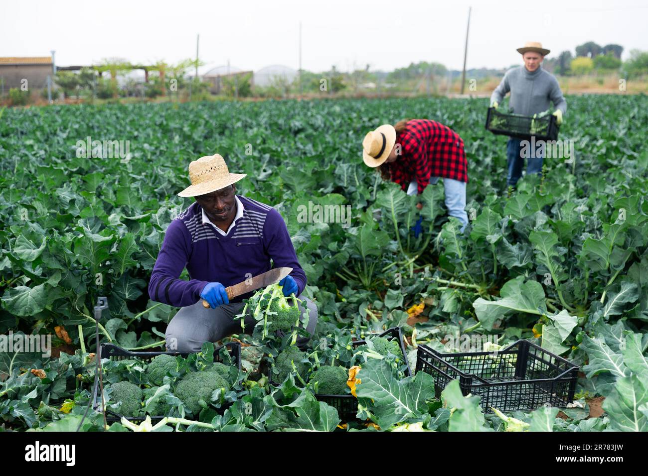 African man farmer harvesting broccoli at a farm Stock Photo - Alamy