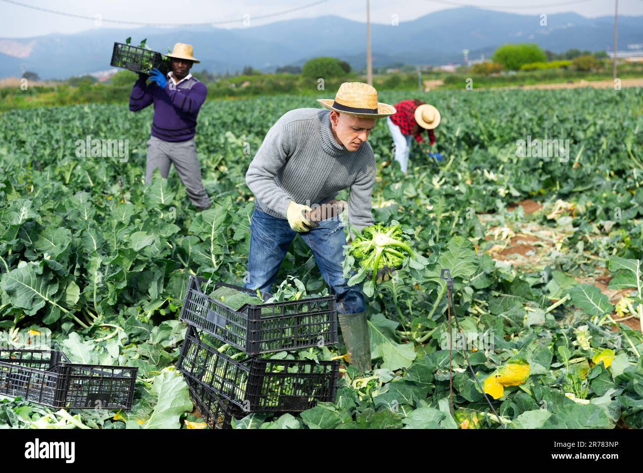 Male farmer harvesting broccoli on farm field Stock Photo - Alamy