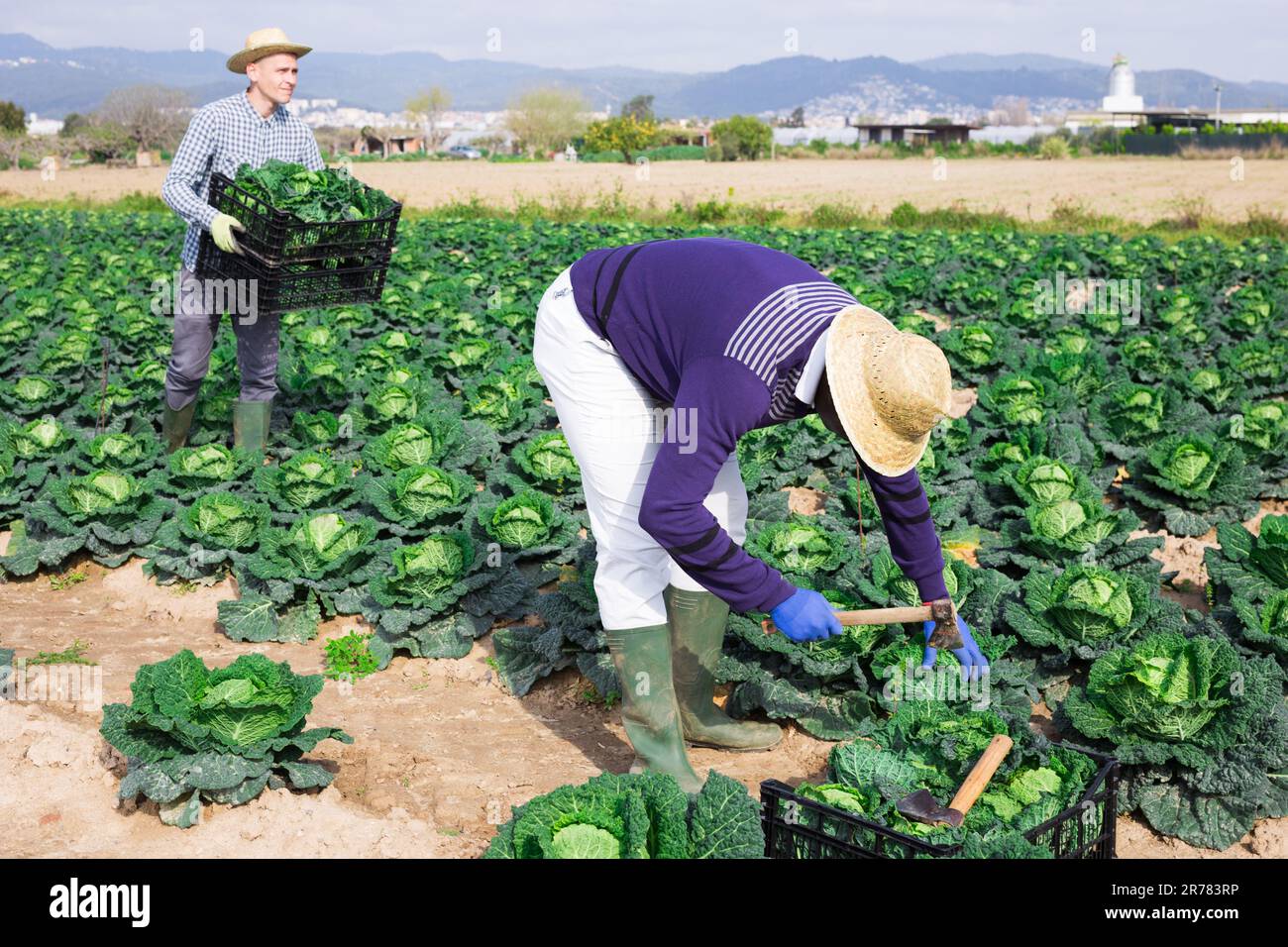 Group of gardeners picking harvest of fresh cabbage Stock Photo - Alamy