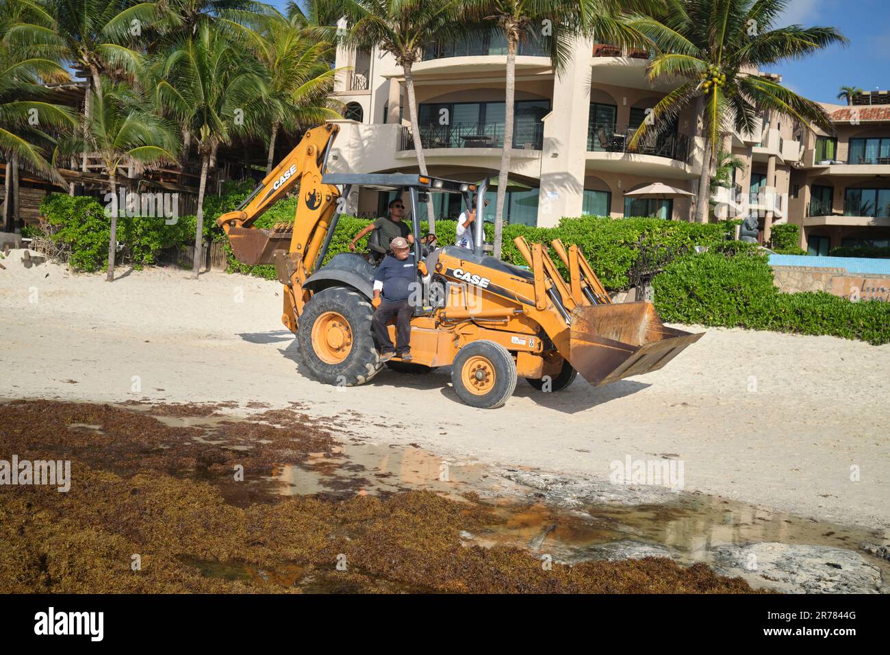 Cleaning up sargassum seaweed on the beach atPlaya Del Carmen Yucatan ...